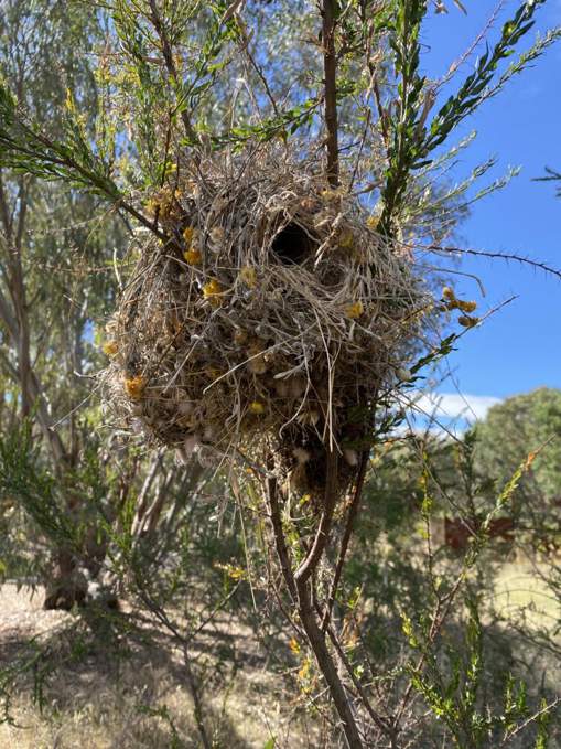 Meet the little bird that’s a rare jewel - GB CMA - Goulburn Broken CMA