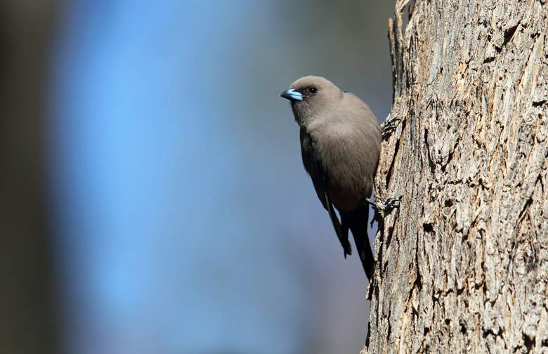 Dead or alive, old paddock trees are important to keep - GB CMA ...