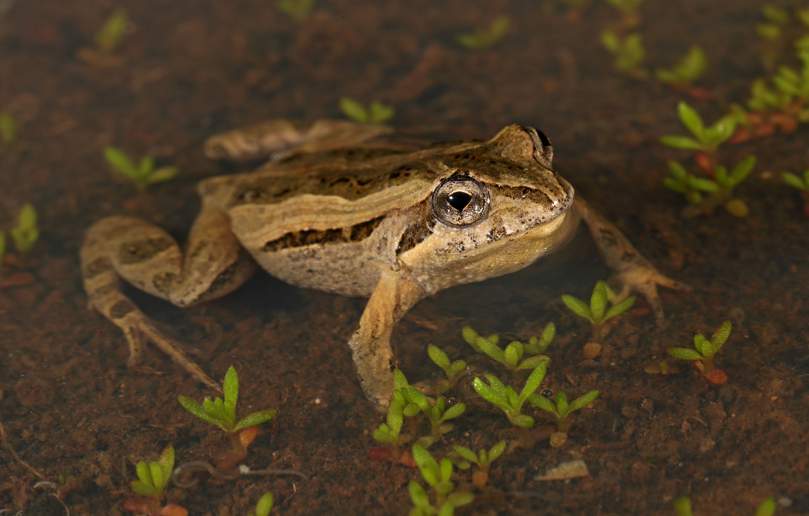 Don’t take this common little frog for granted - GB CMA - Goulburn ...