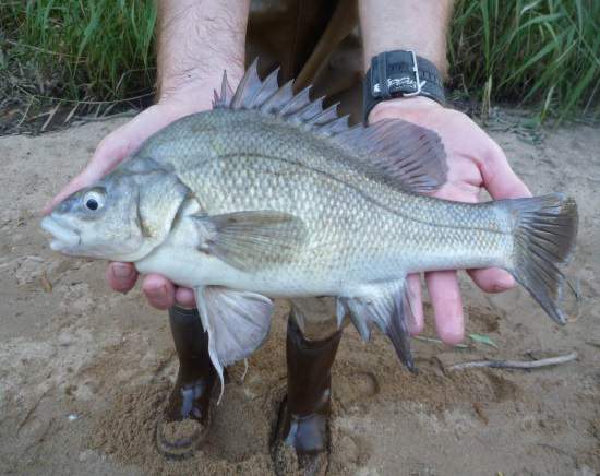 Yea River Macquarie perch numbers increase - GB CMA - Goulburn Broken CMA