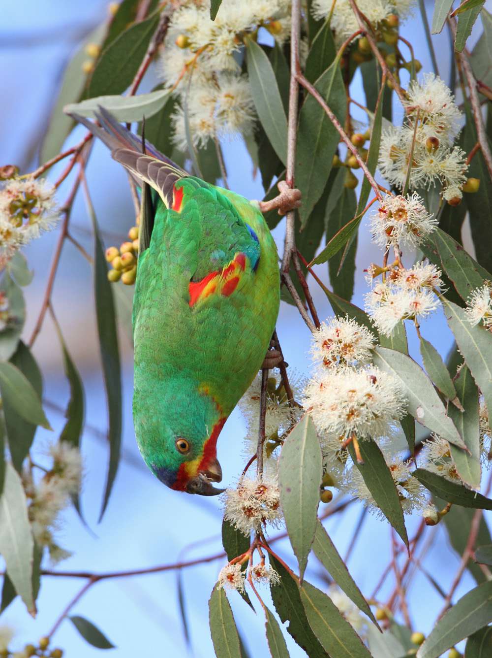 Swift Parrot pantry stocked for the future - GB CMA - Goulburn Broken CMA