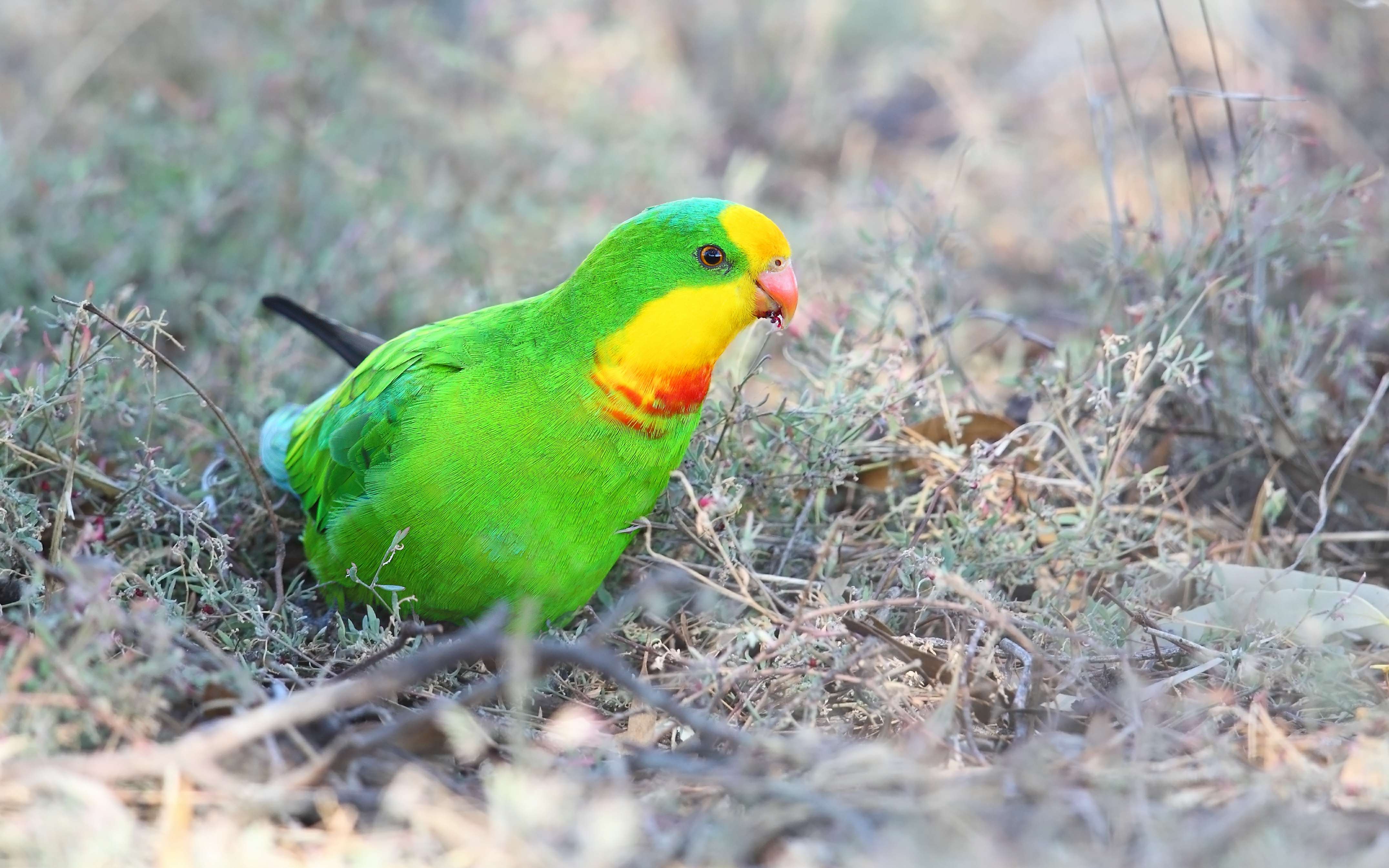 National Threatened Species Day: Spotlight on superb bird - GB CMA ...
