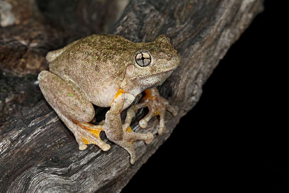 Build a five-star hotel for the Peron's Tree Frog - GB CMA - Goulburn ...