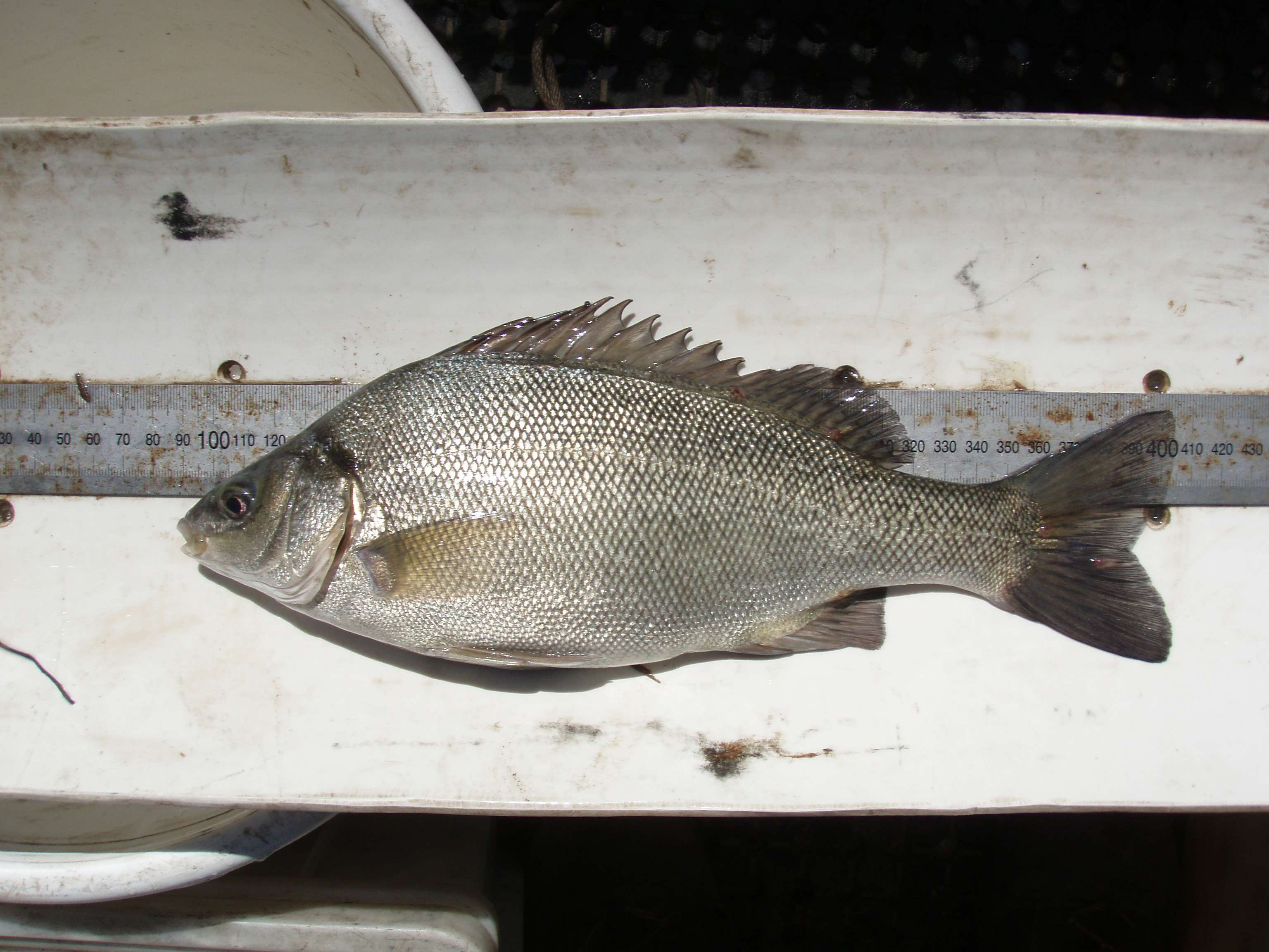 Floods trigger native fish breeding frenzy - GB CMA - Goulburn Broken CMA