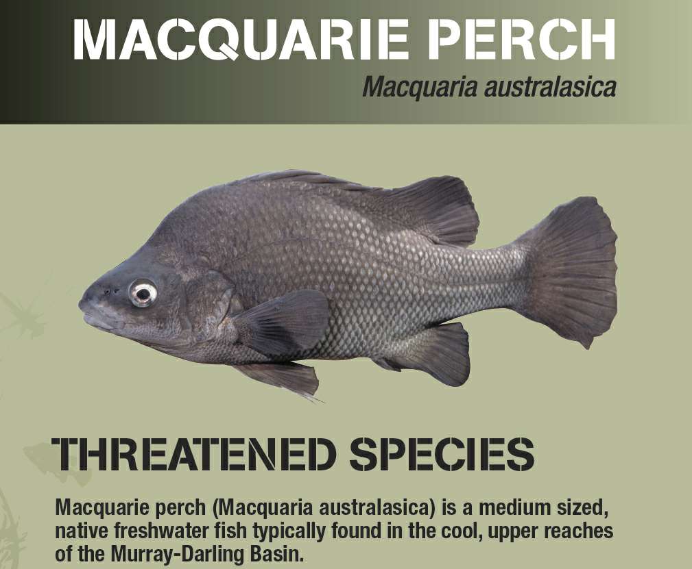 Macquarie Perch - GB CMA - Goulburn Broken CMA