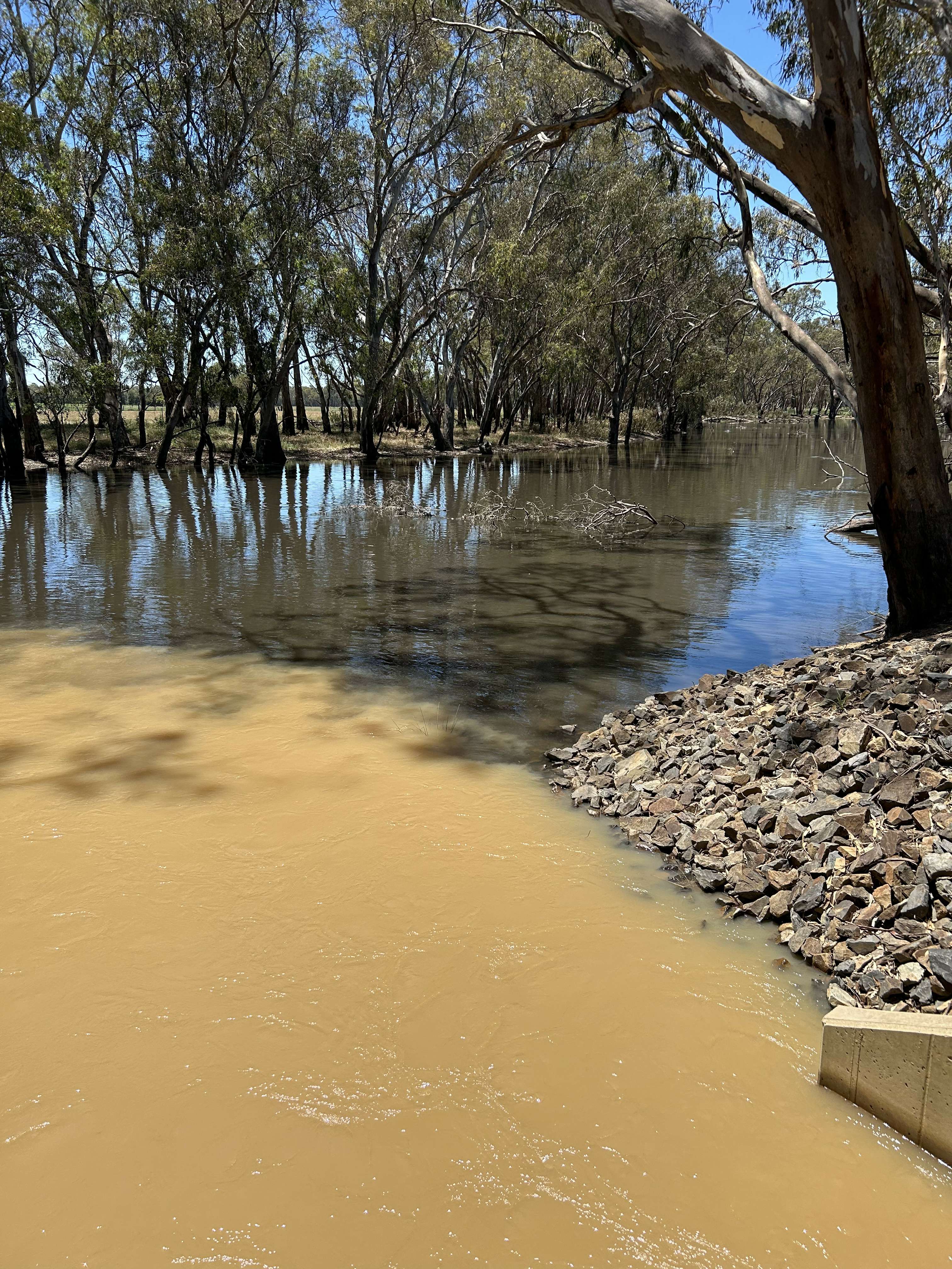 Help for Broken Creek fish - GB CMA - Goulburn Broken CMA
