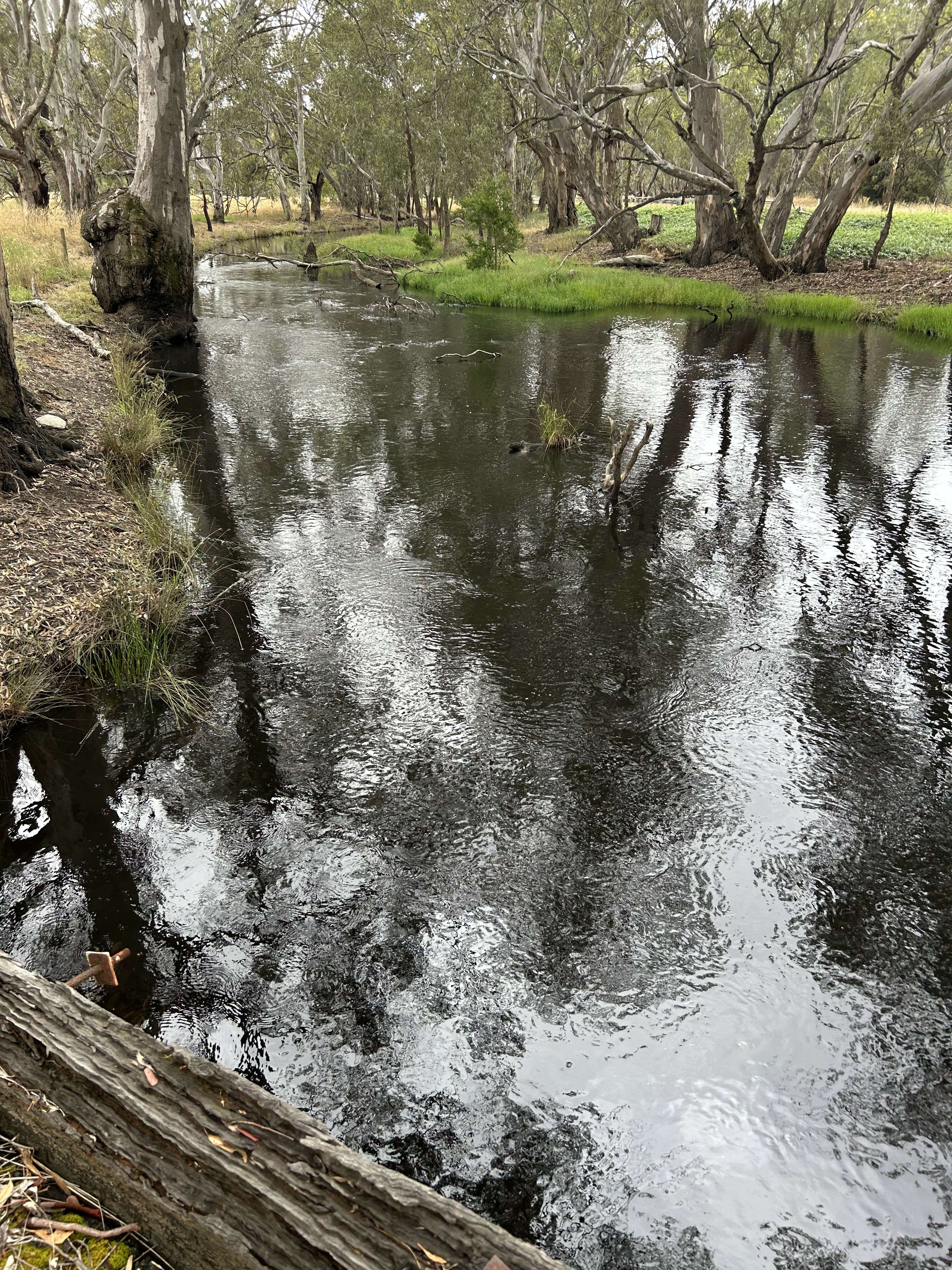 Help for Broken Creek fish - GB CMA - Goulburn Broken CMA