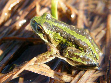 Ninety Days of Nature - Biodiversity Month just got bigger - GB CMA ...