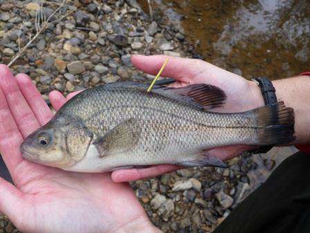Macquarie Perch enjoy Warm Waters - GB CMA - Goulburn Broken CMA